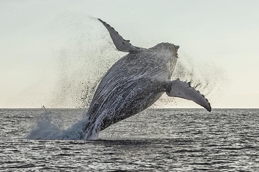 Flying Humpback | Shutterbug